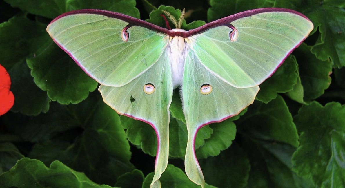 Moth Madness at Schrader Center in Oglebay - Oglebay Institute